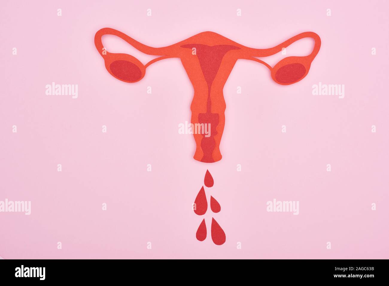 Female internal organs hi-res stock photography and images - Alamy