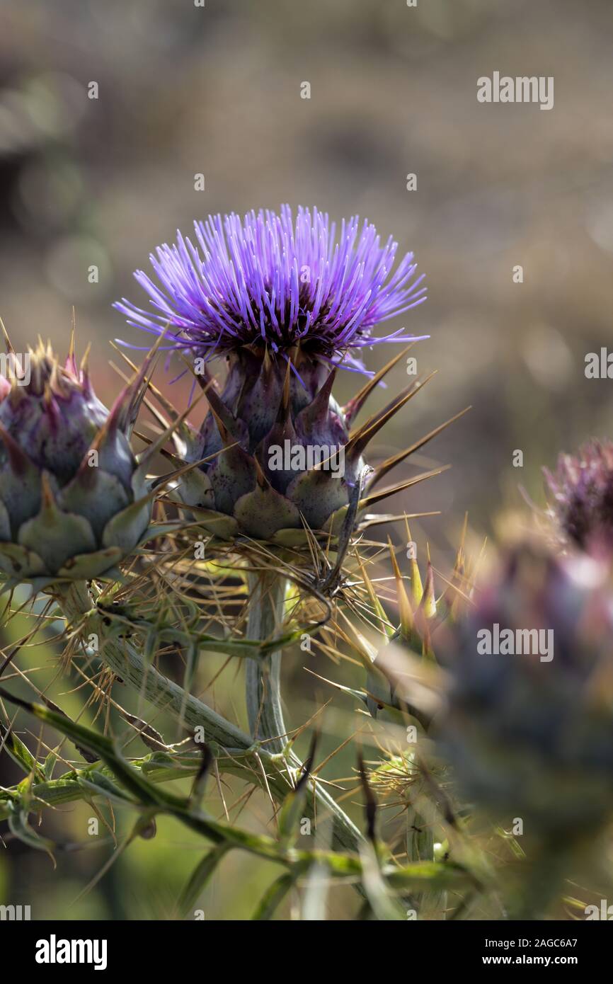 Capitulum Stock Photos & Capitulum Stock Images - Alamy