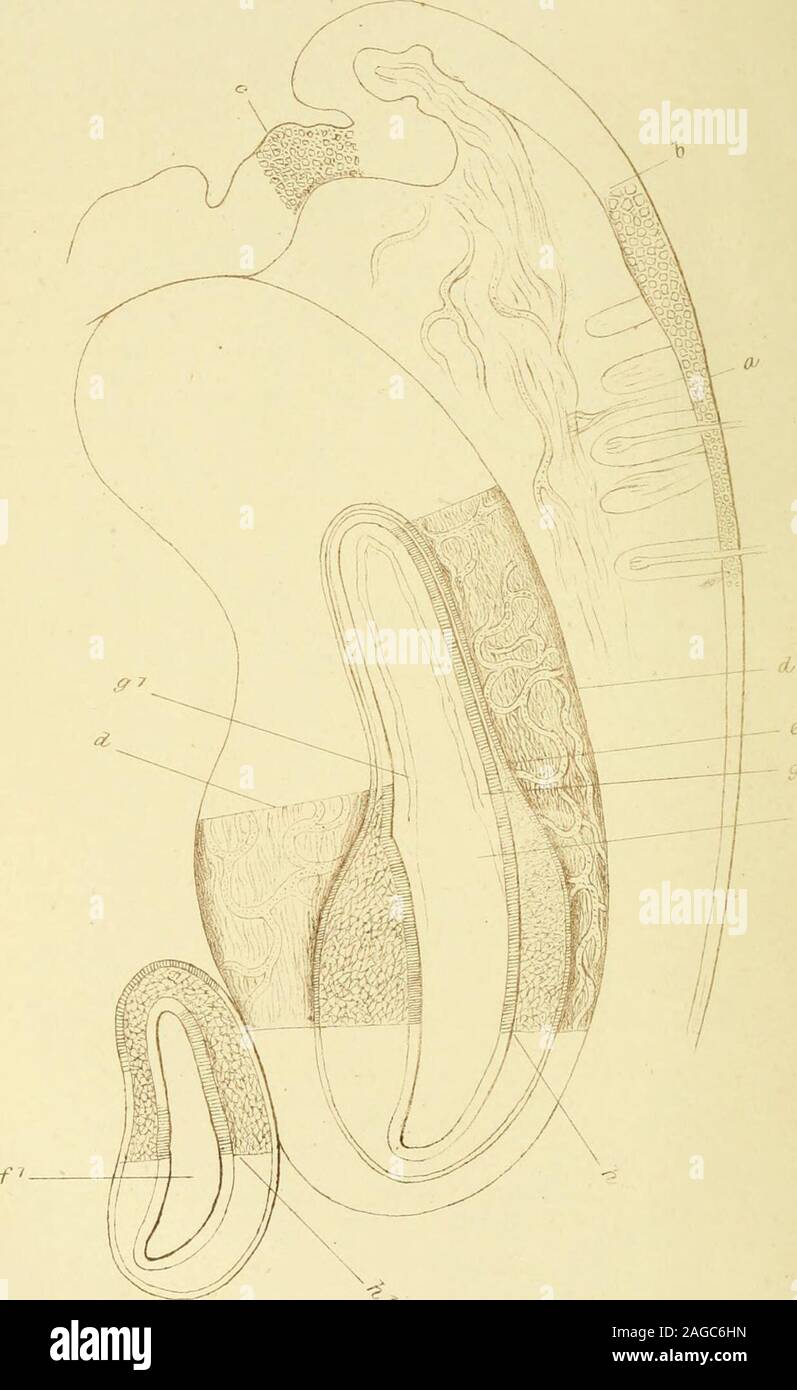 Fourth molar hi-res stock photography and images - Alamy