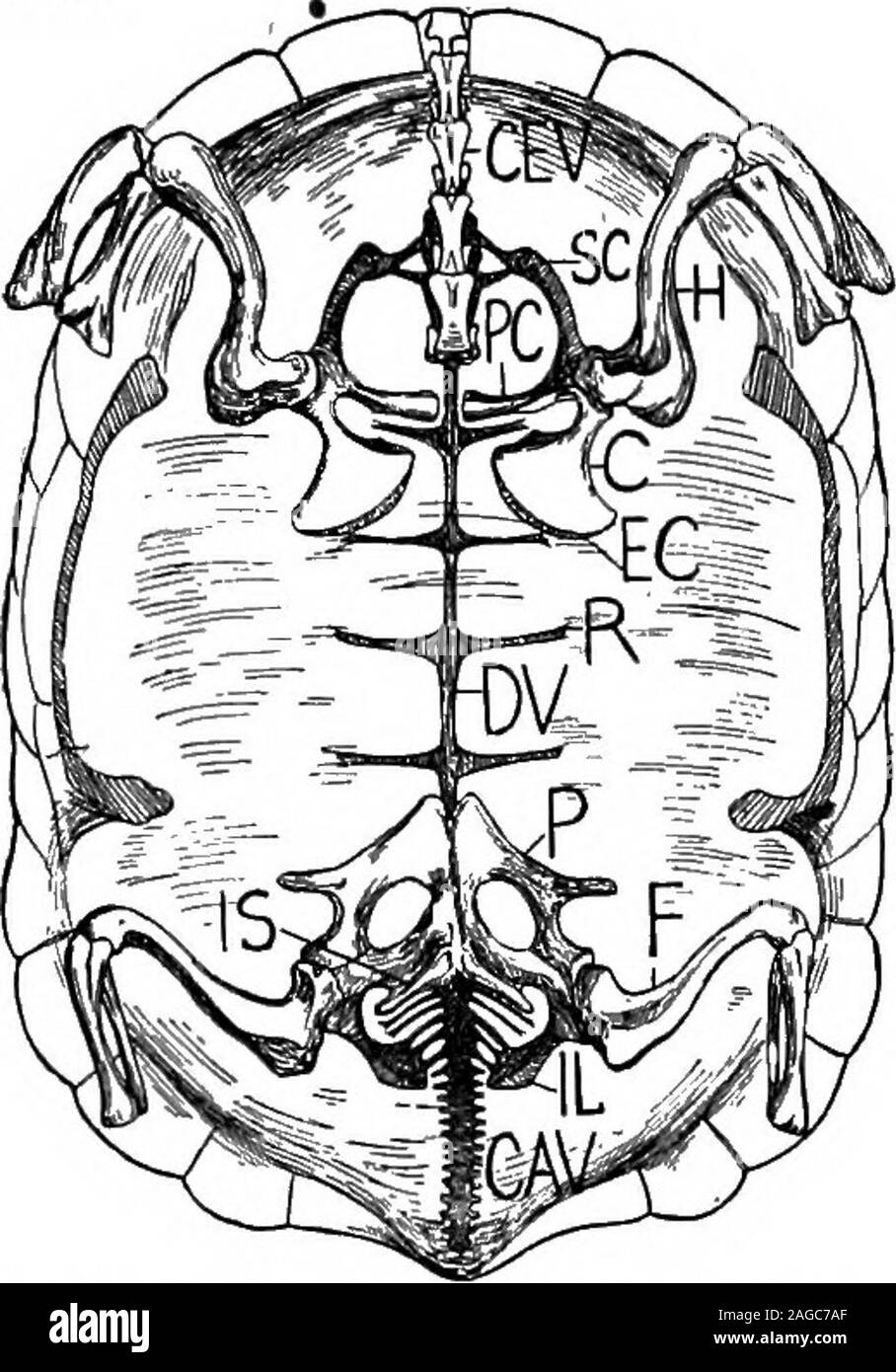 Marineturtles hi-res stock photography and images - Alamy