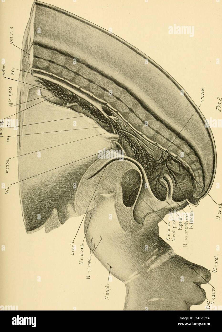 . The American journal of anatomy. N.haemorrh. inf. AMERICAN JOURNAL OF ...