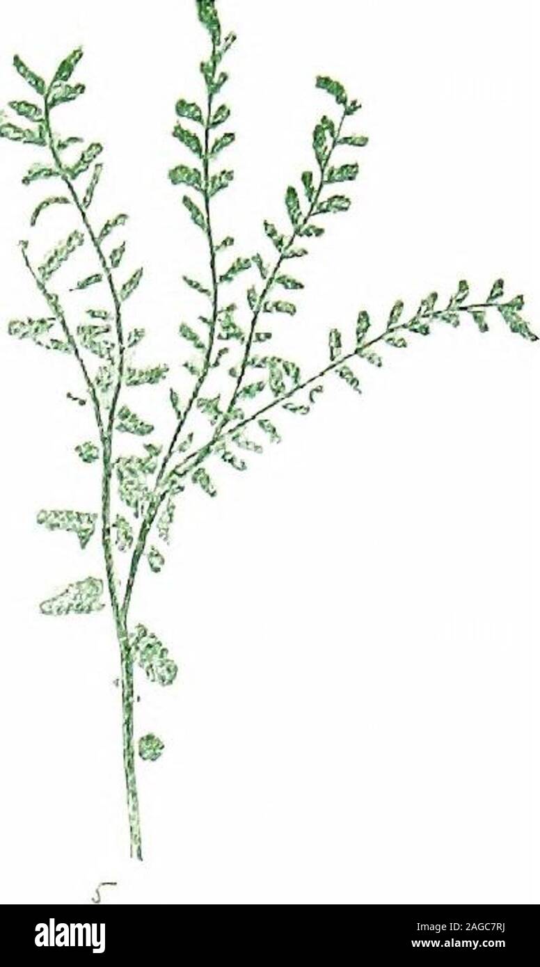 . British ferns and their varieties Stock Photo - Alamy