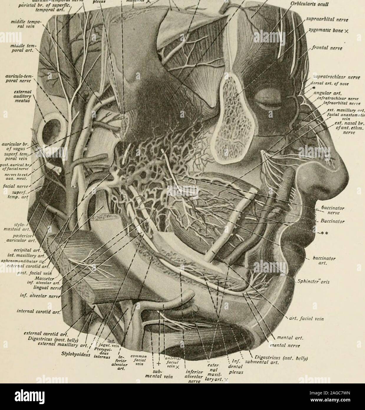 . Local and regional anesthesia; with chapters on spinal, epidural ...