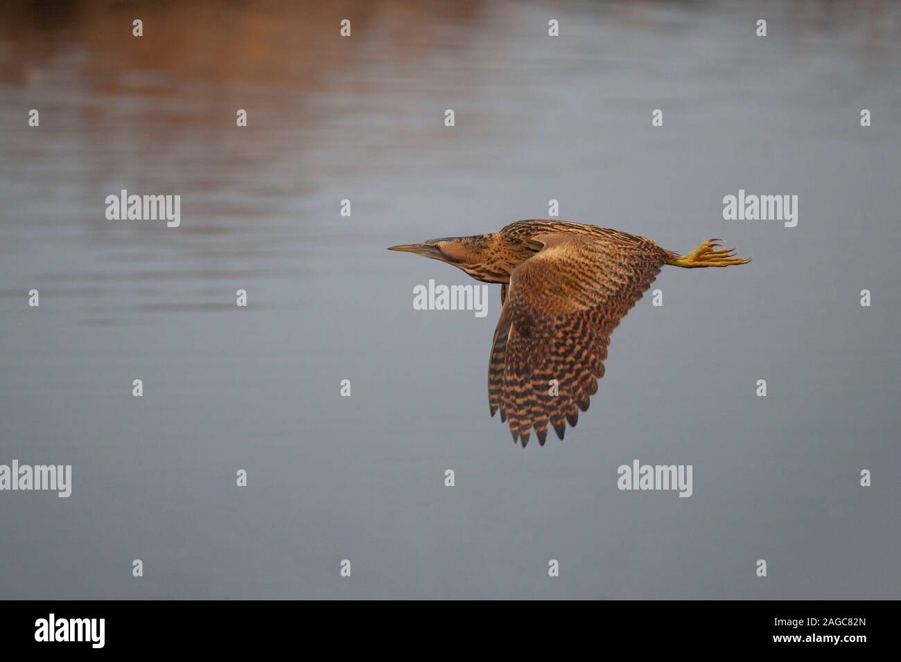 Bittern Botaurus stellaris adult bird in flight, RSPB Strumpshaw fen ...
