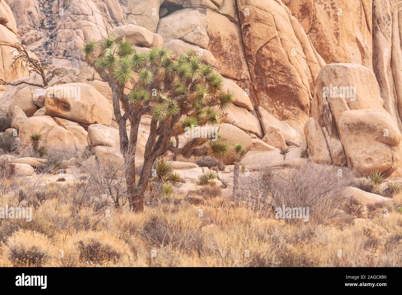 Joshua tree and the ecosystem at Joshua Tree National Park, California ...