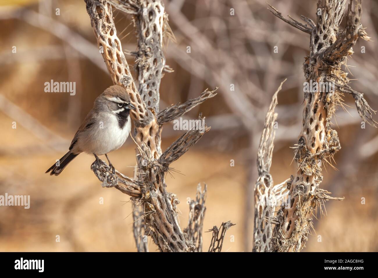 Skeleton of a bird hi-res stock photography and images - Alamy