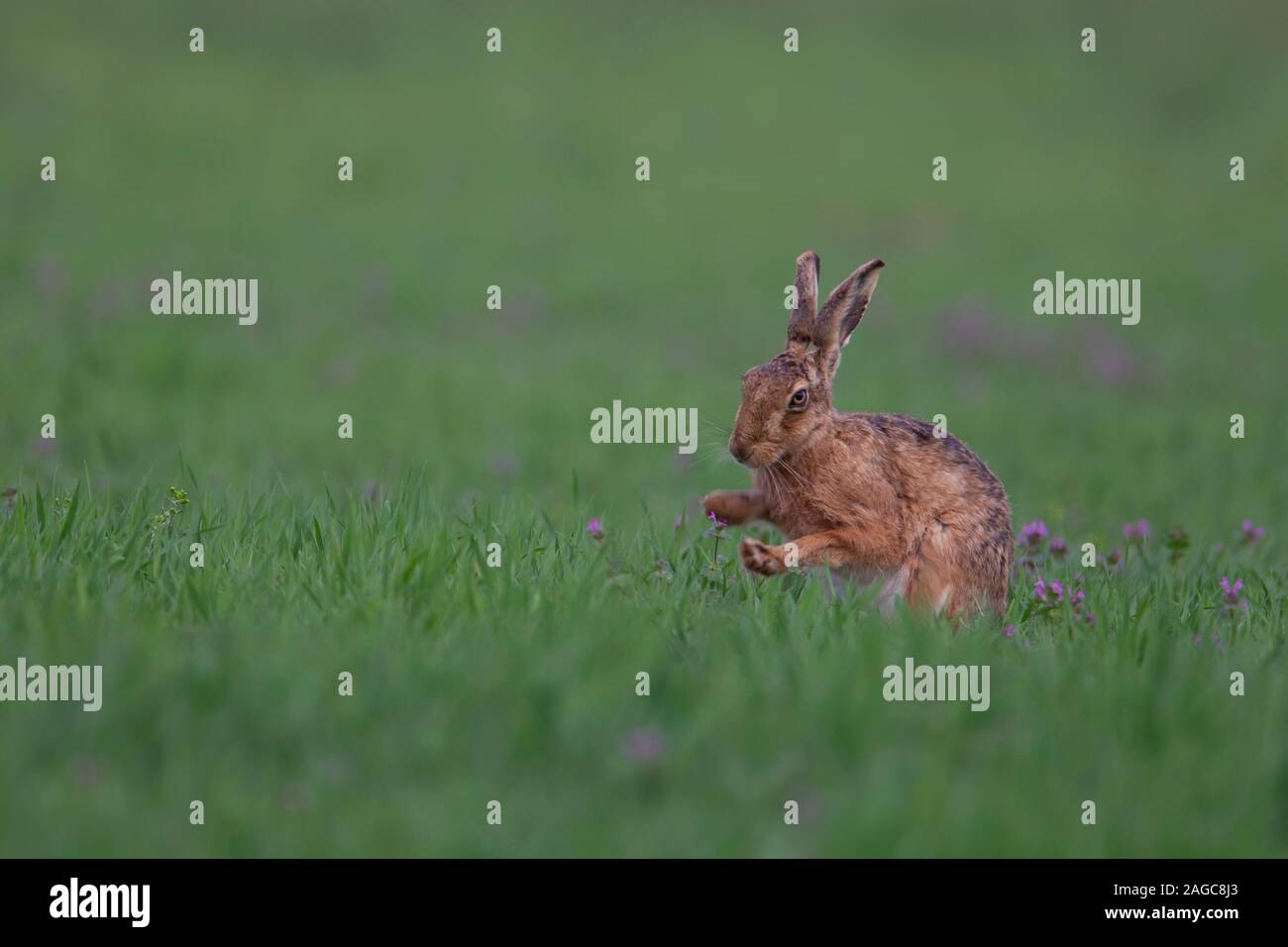 Brown hare Lepus europaeus adult stretching in a cereal field, Suffolk ...