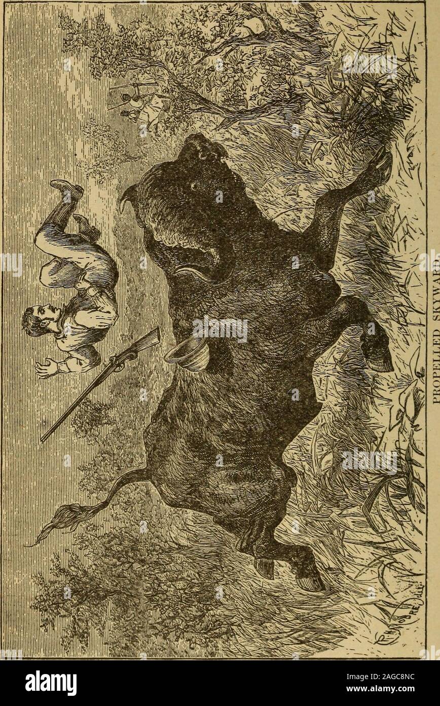 Buffalo brain hi-res stock photography and images - Alamy