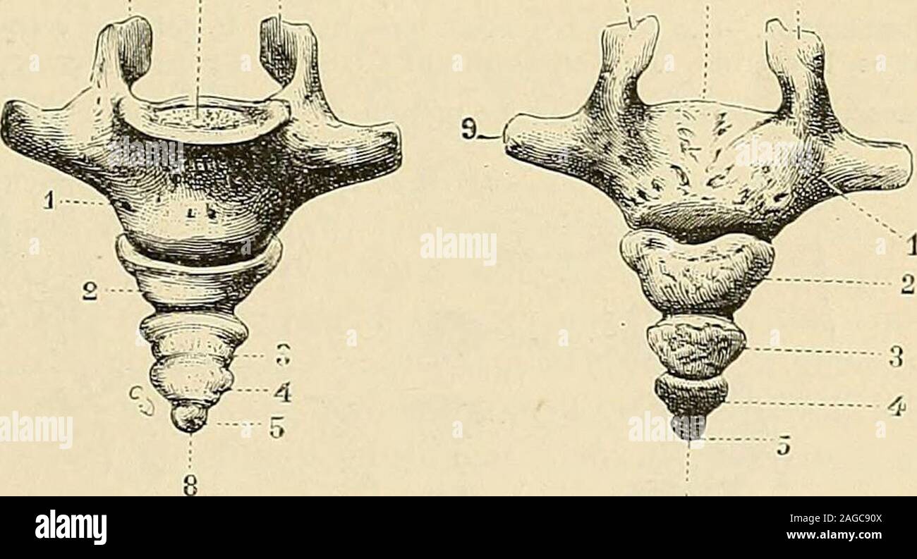 Anatomie du coccyx ou du coccyx hi-res stock photography and images - Alamy