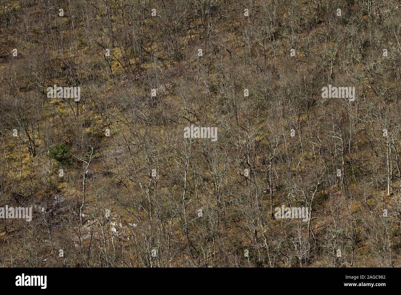 Wild dry bare plants growing in the mountains Stock Photo - Alamy