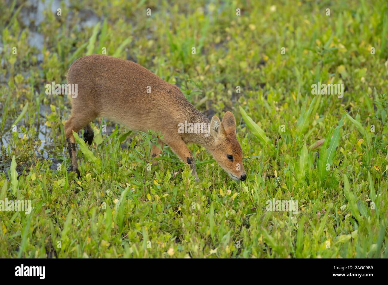 Chinese water deer Hydropotes inermis adult feeding by a reed bed, RSPB ...