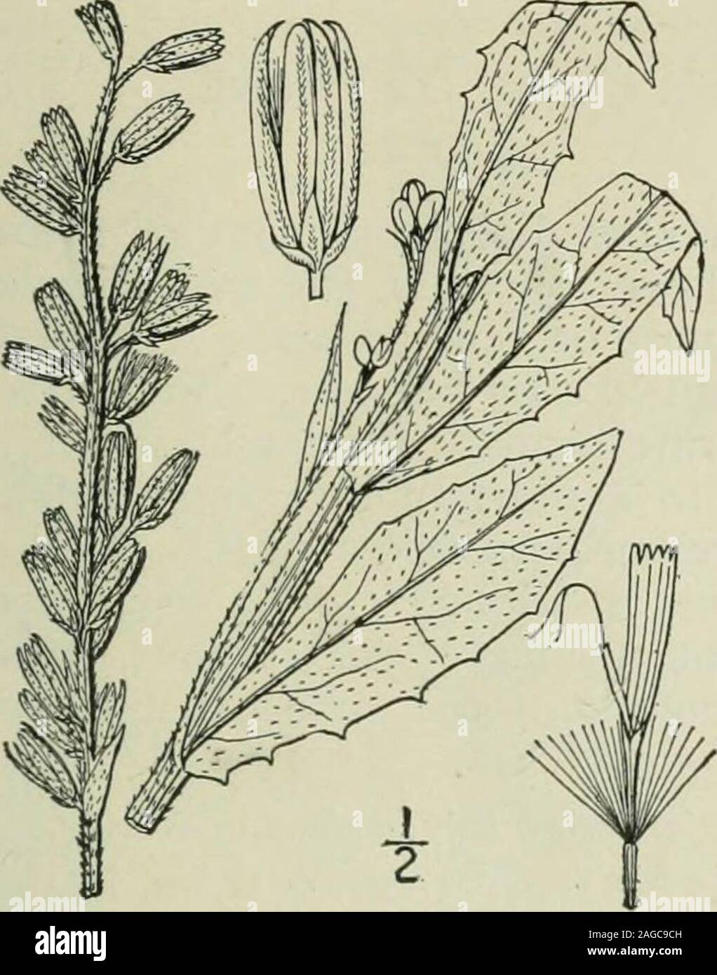 Hastate leaves hi-res stock photography and images - Alamy