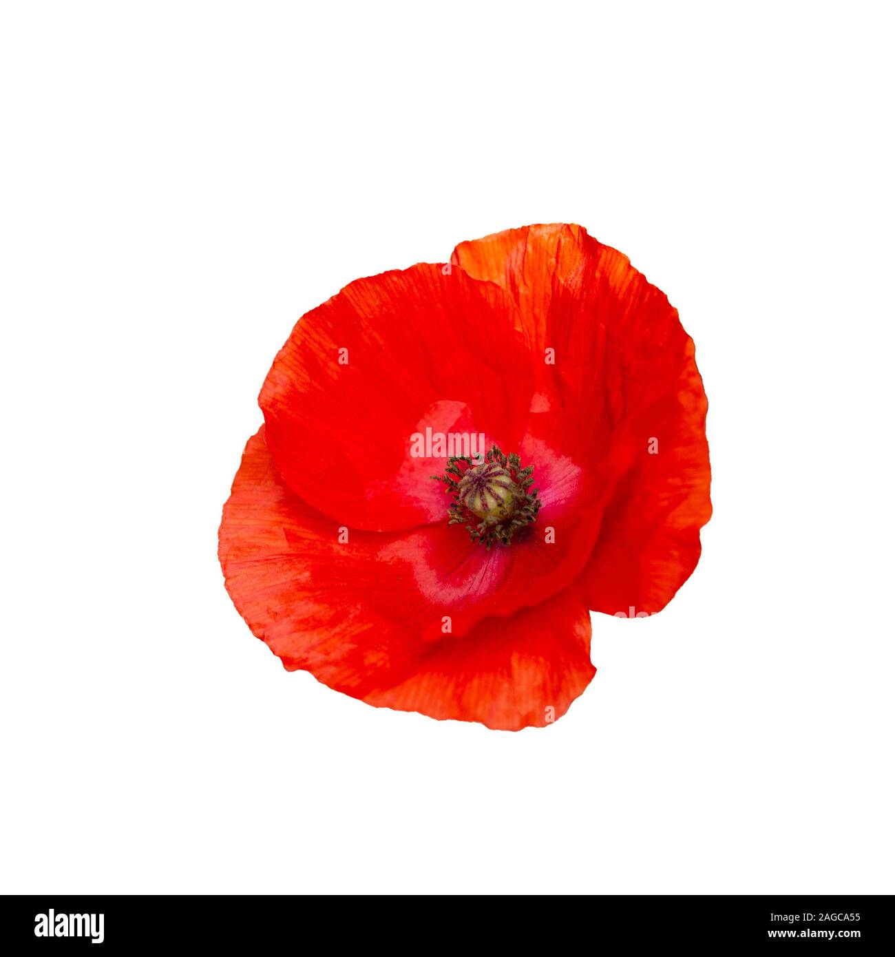 Scarlet red poppy flower isolated on white background. Gentle poppy ...