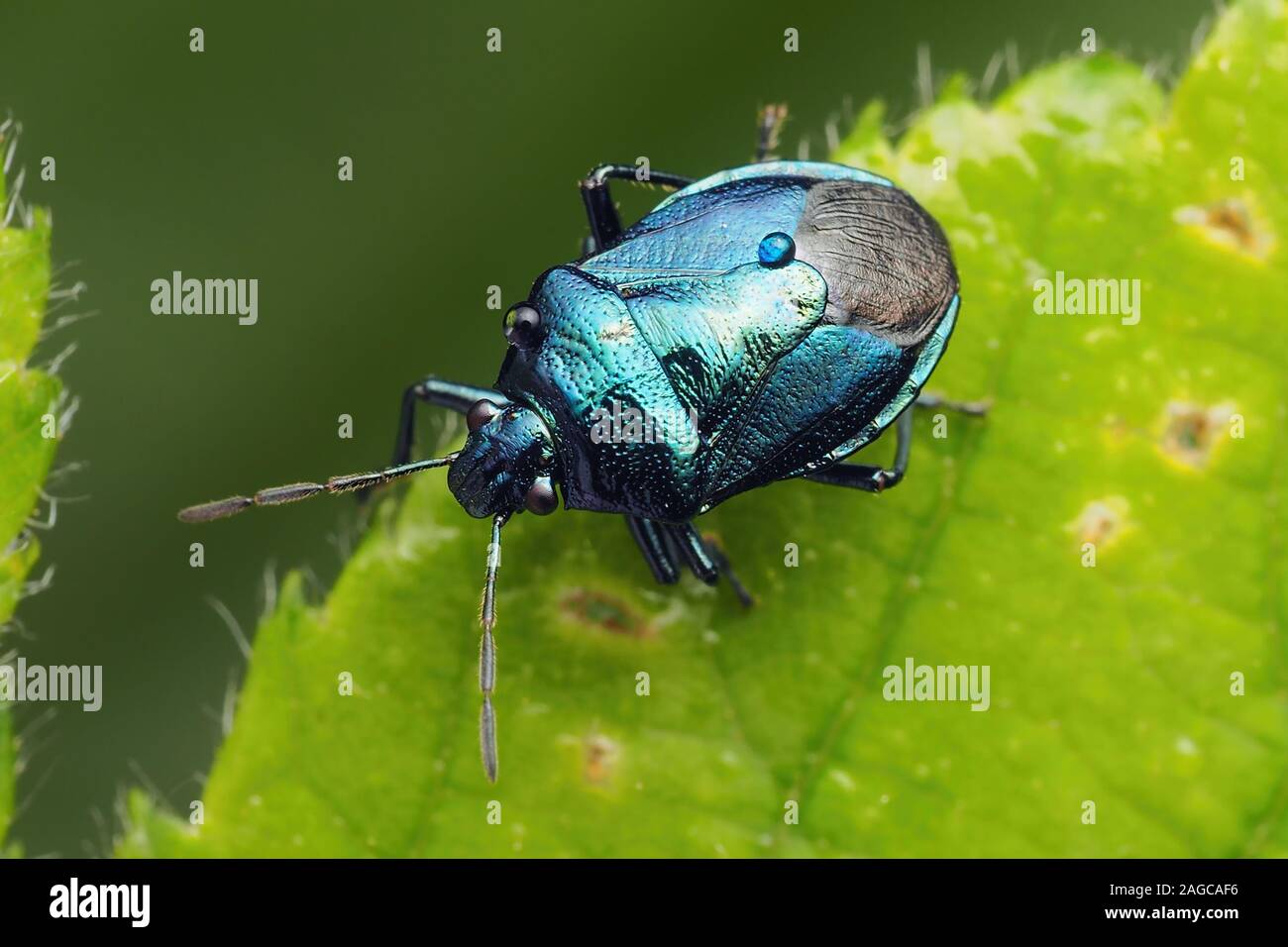Blue shieldbug resting on bramble leaf hi-res stock photography and ...