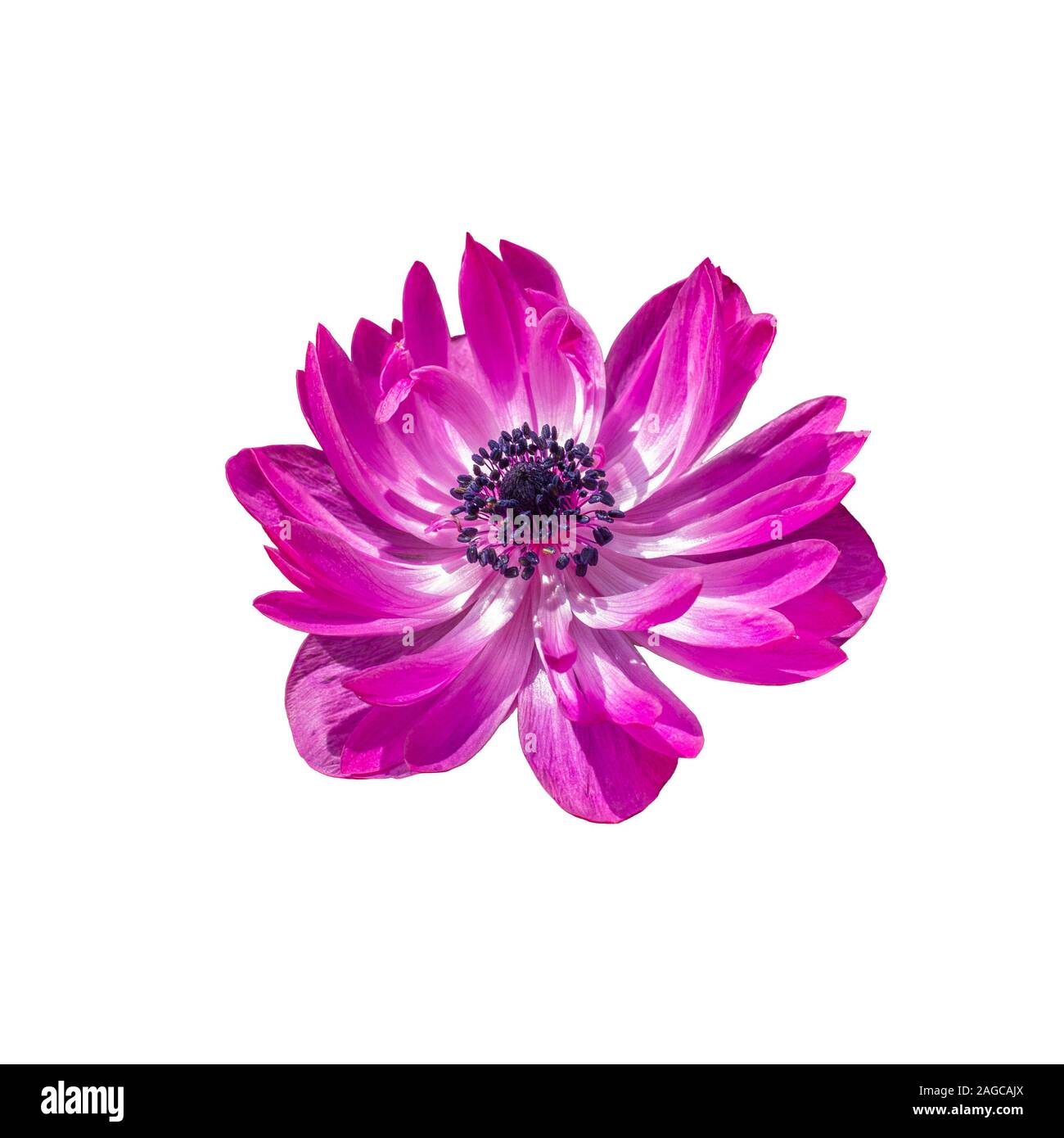 Anemone St Brigid Double Flowering The Admiral Lilac Purple Magenta ...