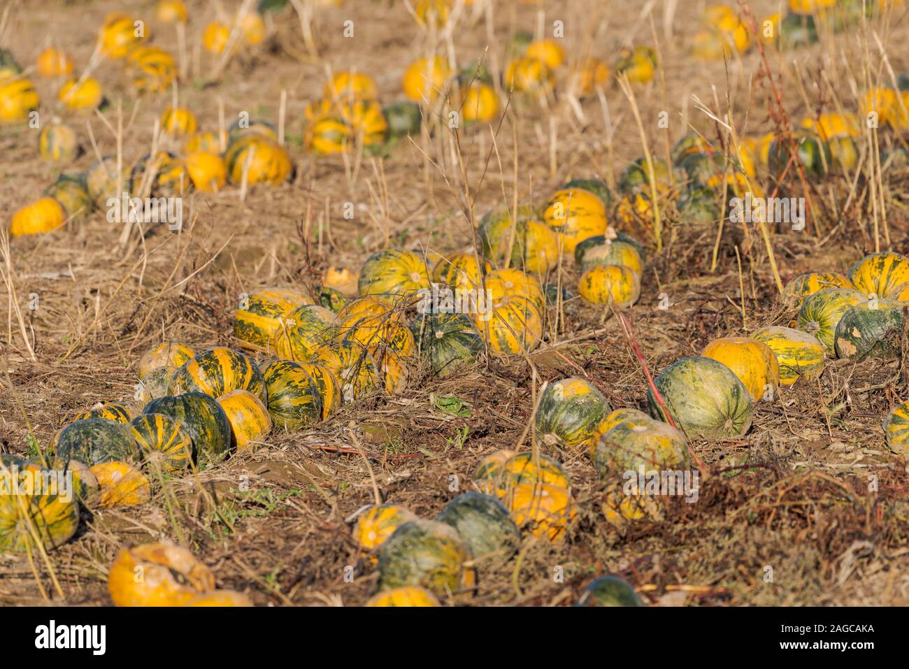 Crop of pumpkins in field hi-res stock photography and images - Alamy