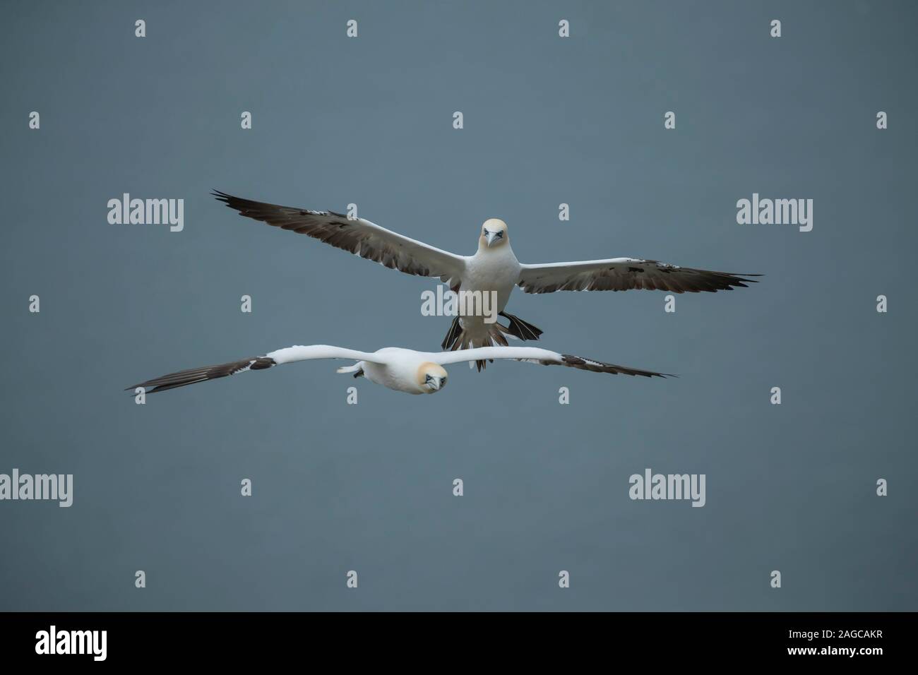 Gannet Morus bassanus two adult birds in flight, RSPB Bempton cliffs ...