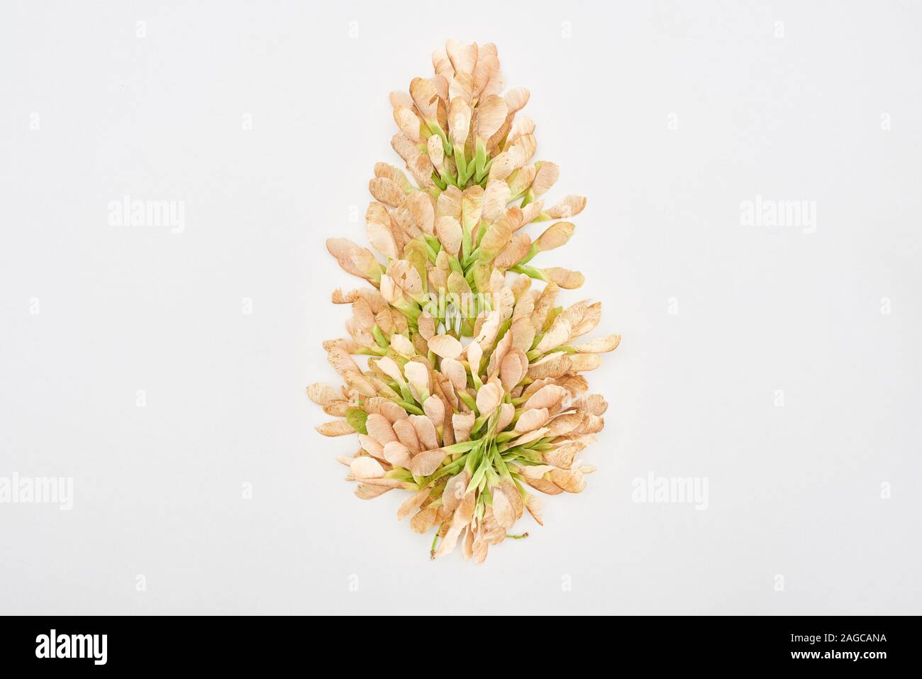 bunch of dry maple seeds isolated on white background Stock Photo - Alamy