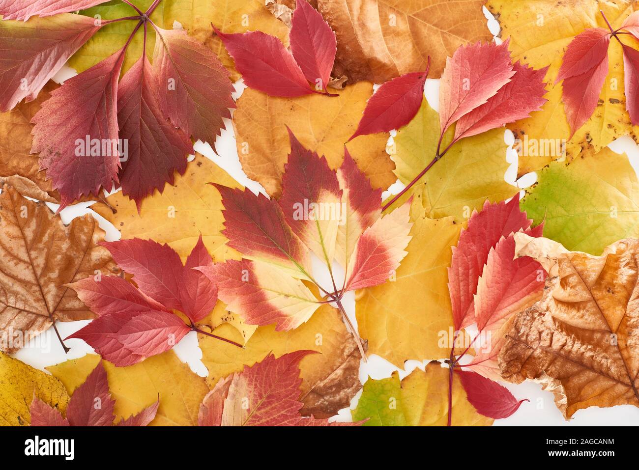top view of colorful autumn leaves of wild grapes and maple isolated on ...