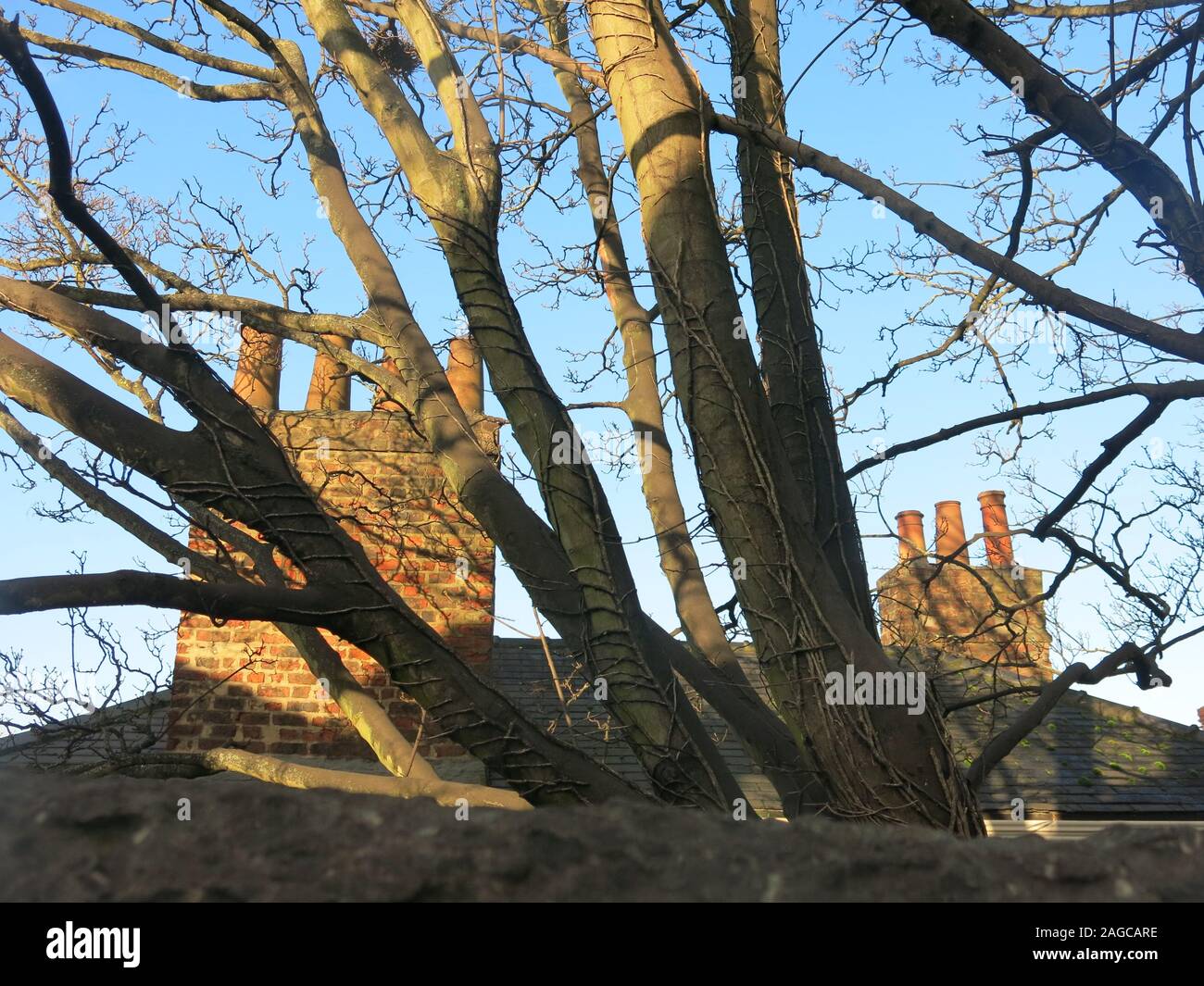 Close-up of bright winter sunshine outlining bare tree trunks and ...