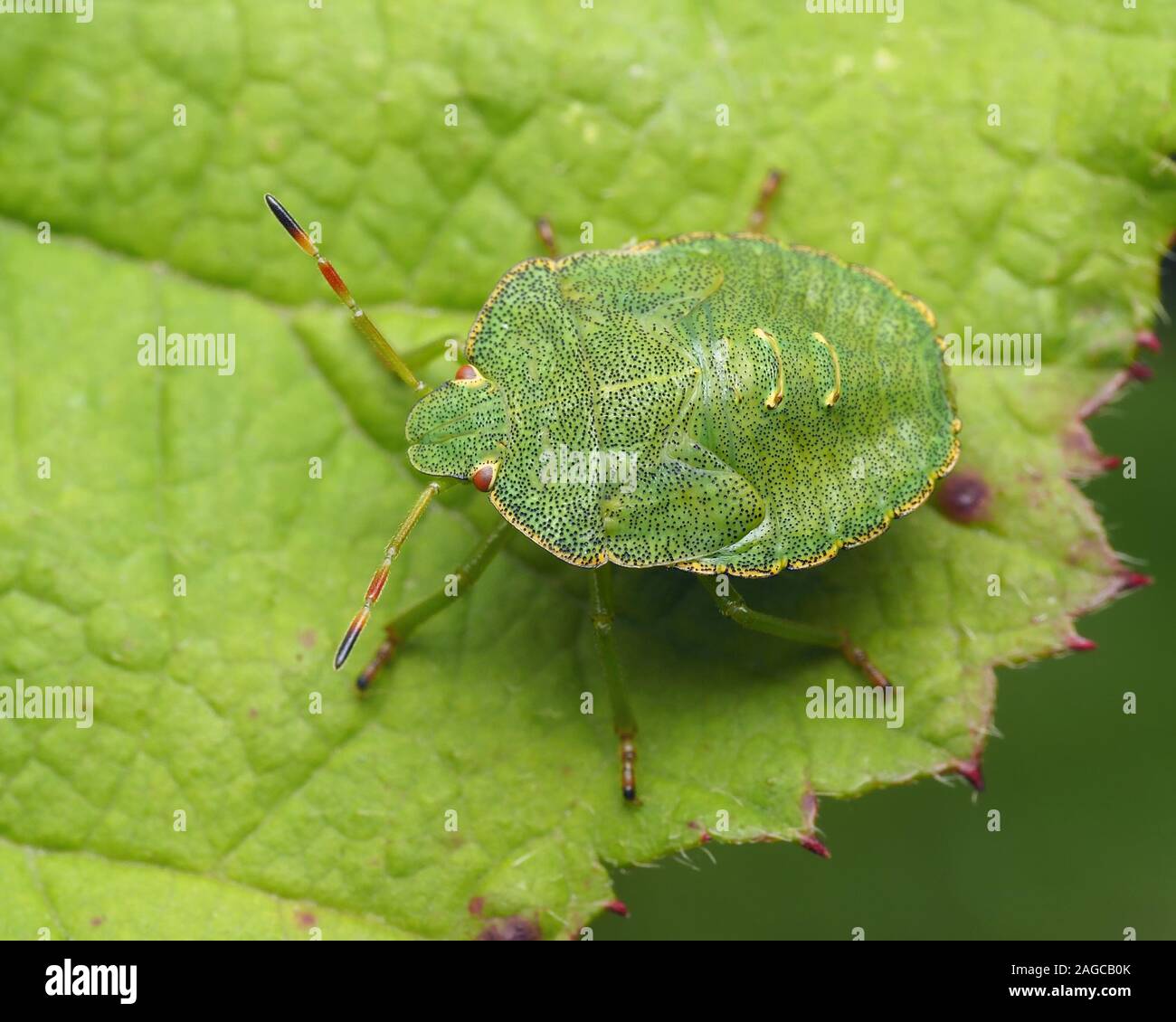 Common Green Shieldbug final instar nymph sitting on bramble leaf ...