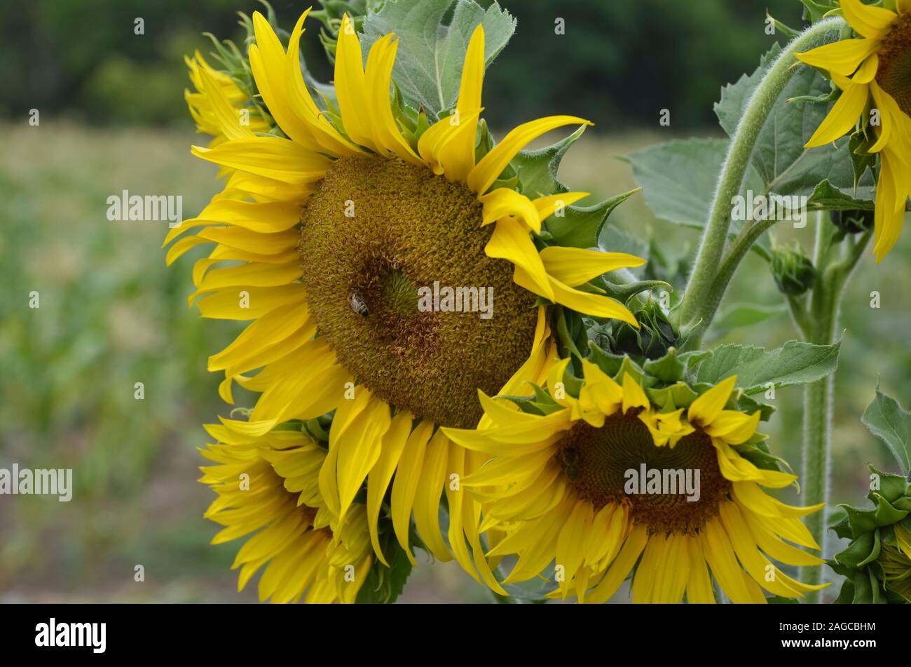 Sunflower in a corn field Stock Photo - Alamy