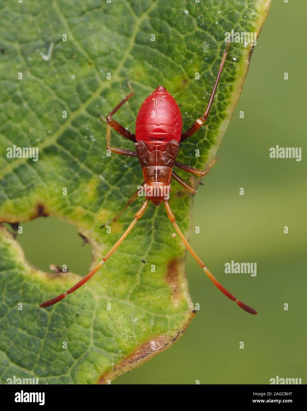 Megacoelum infusum mirid bug nymph crawling along oak leaf. Tipperary ...