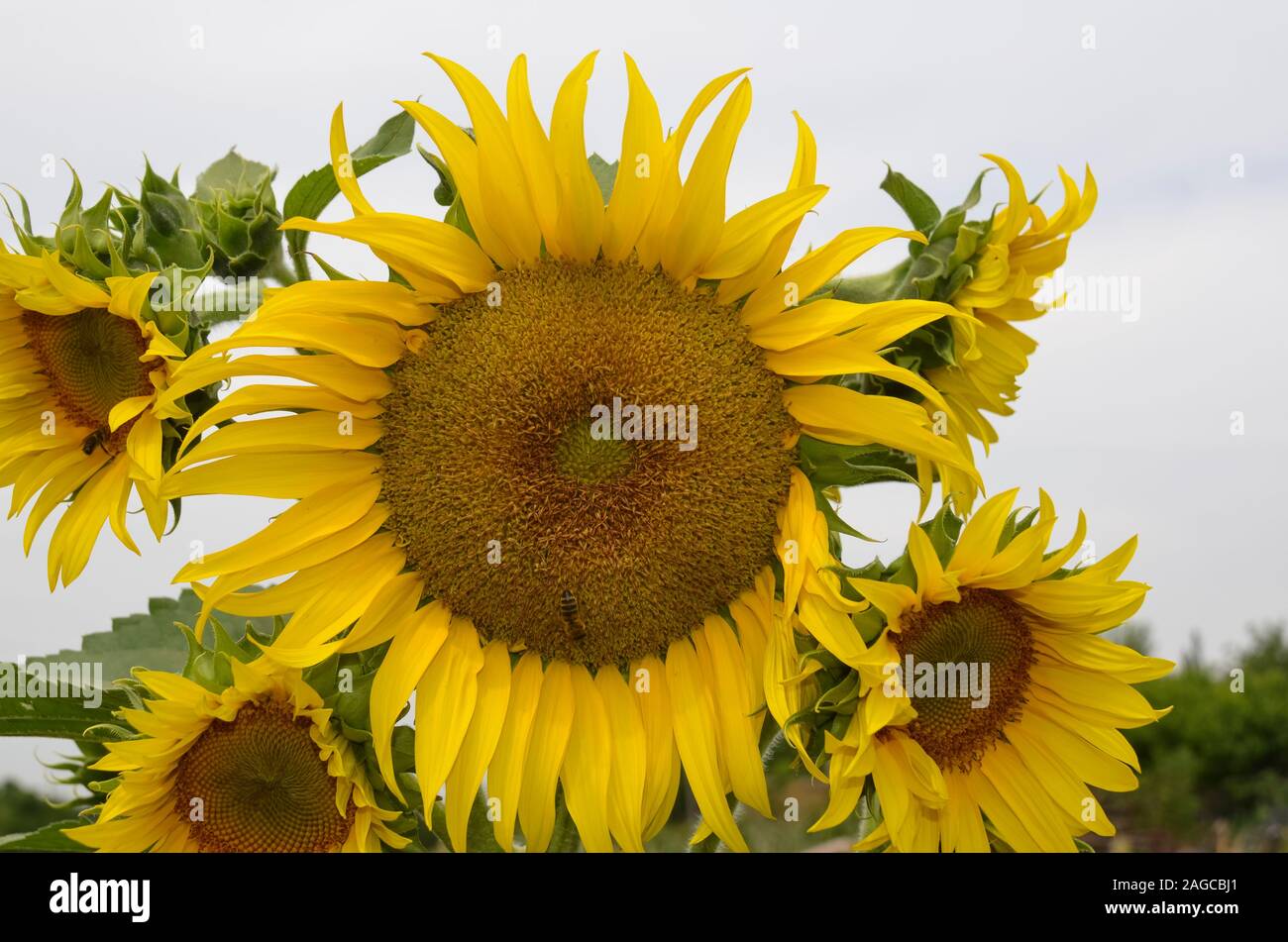 Sunflower on sky background Stock Photo - Alamy