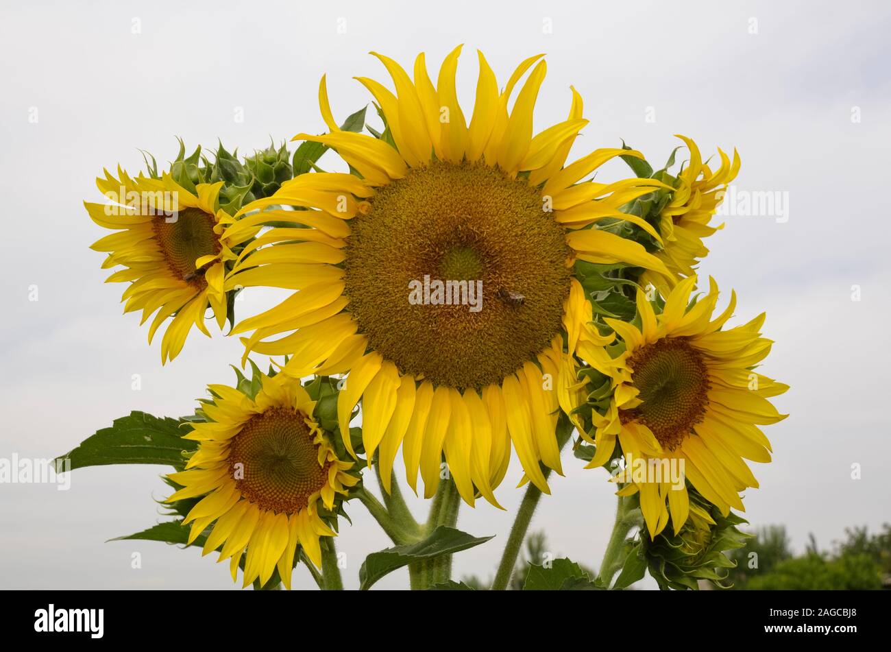 Sunflower on sky background Stock Photo - Alamy