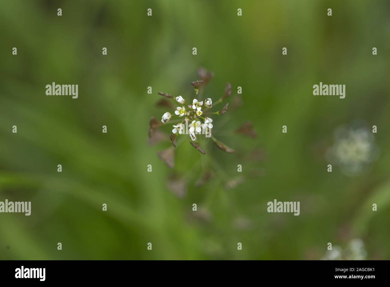 Bursa pastoris hi-res stock photography and images - Alamy