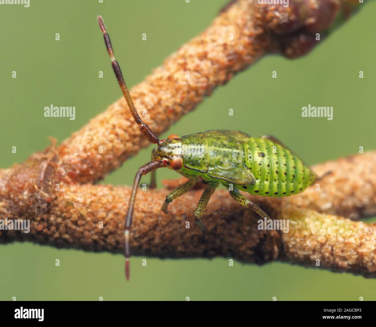 Pantilius tunicatus mirid bug nymph resting on alder tree branch ...