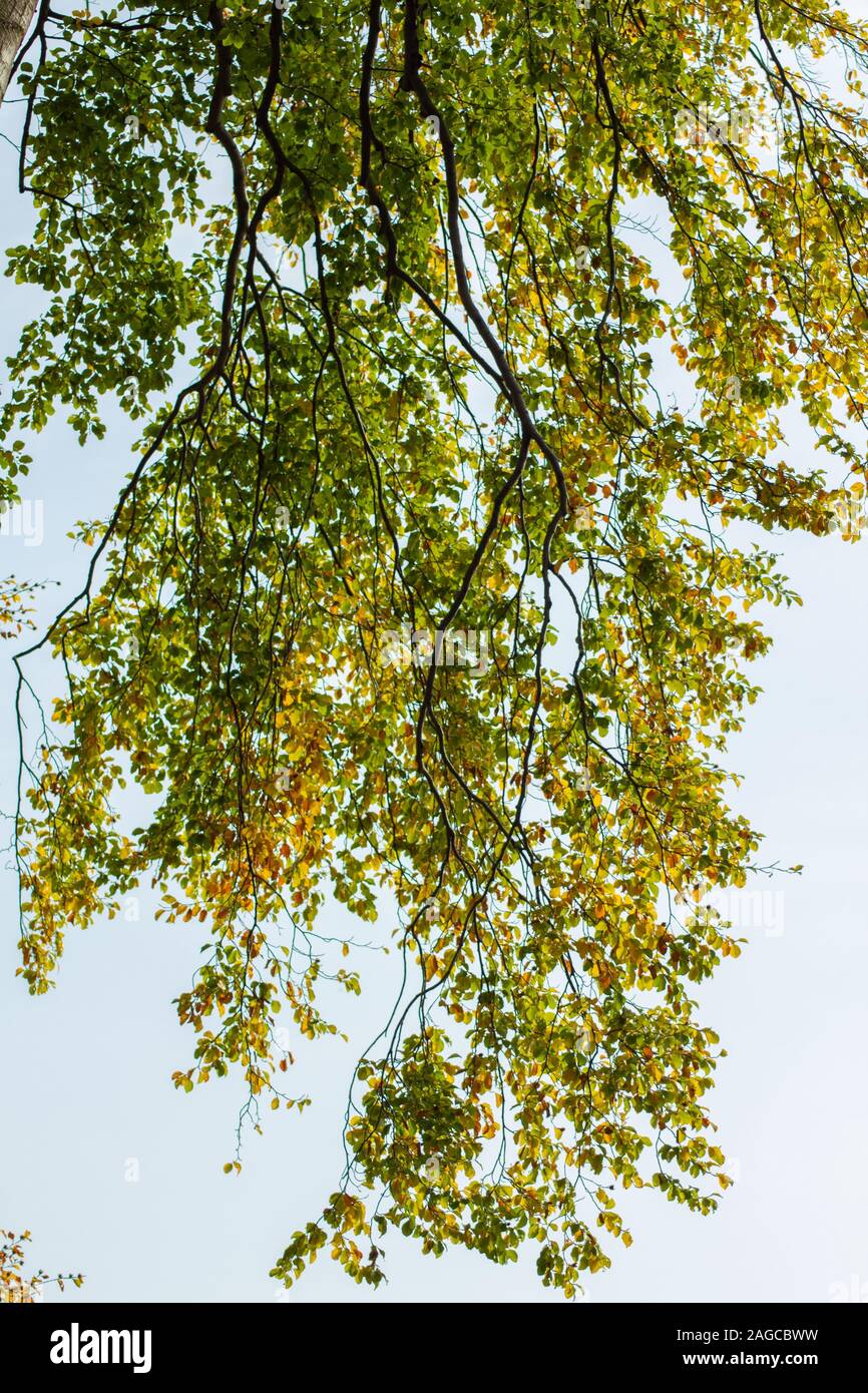 Vertical low angle shot of branches of a tree with autumn leaves on a ...