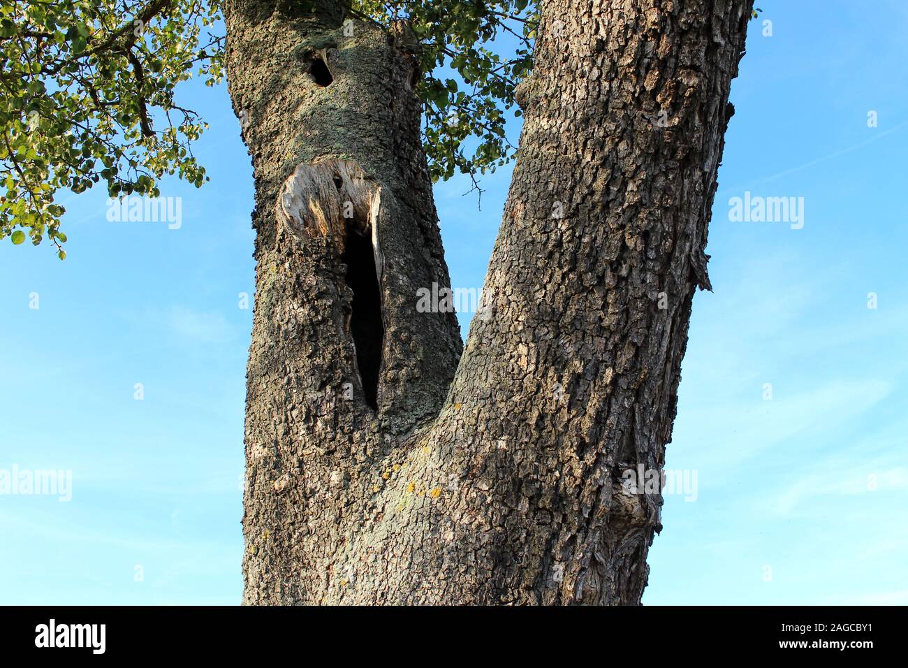 Forked tree hi-res stock photography and images - Alamy