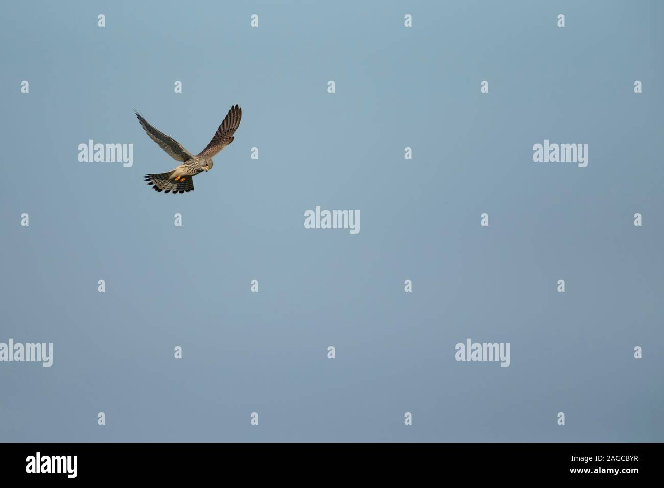 Kestrel Falco tinnunculus adult bird hovering in flight, RSPB Frampton ...