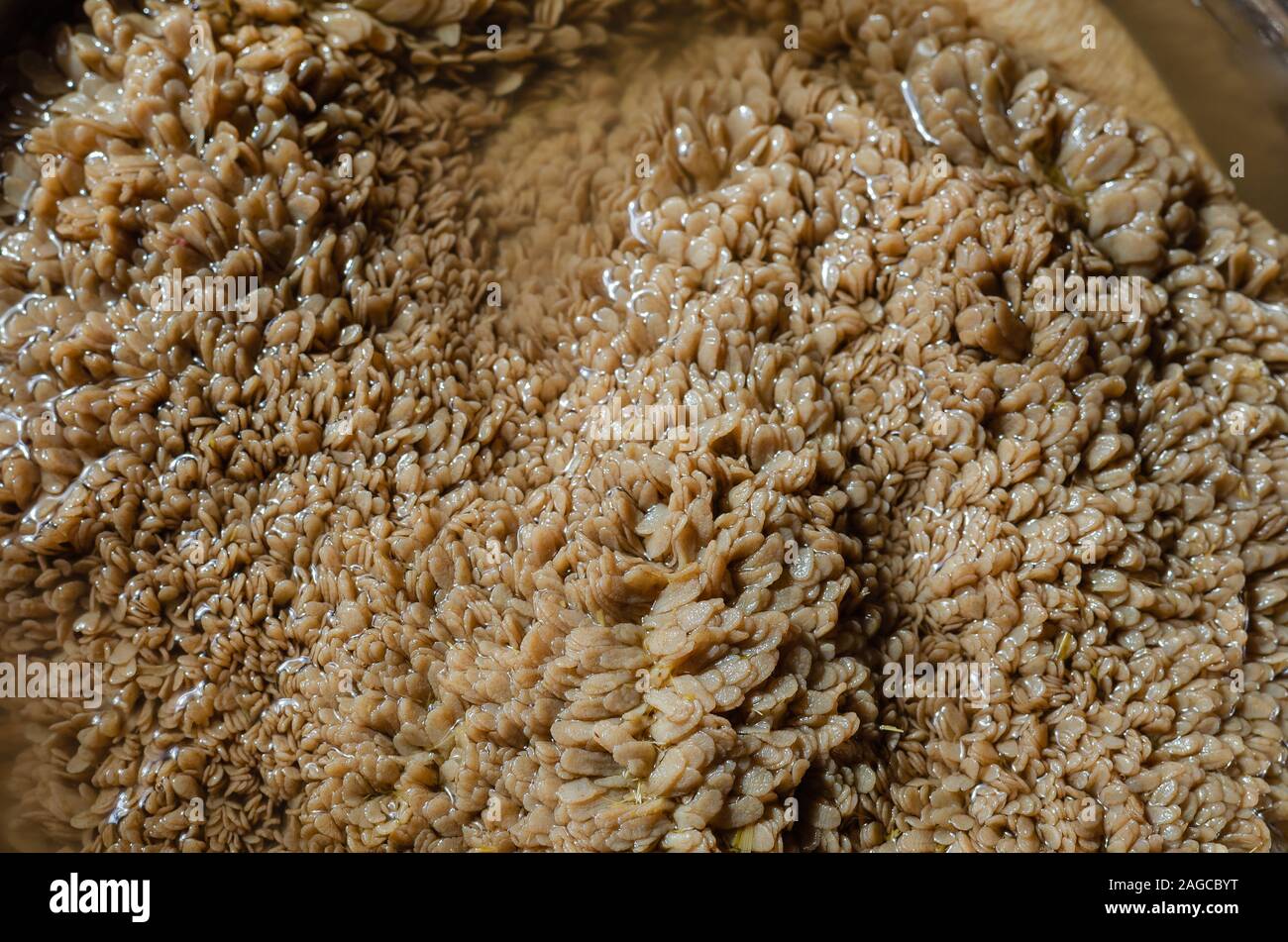 Close-up of raw beef stomach. Flushing the stomach before cooking ...