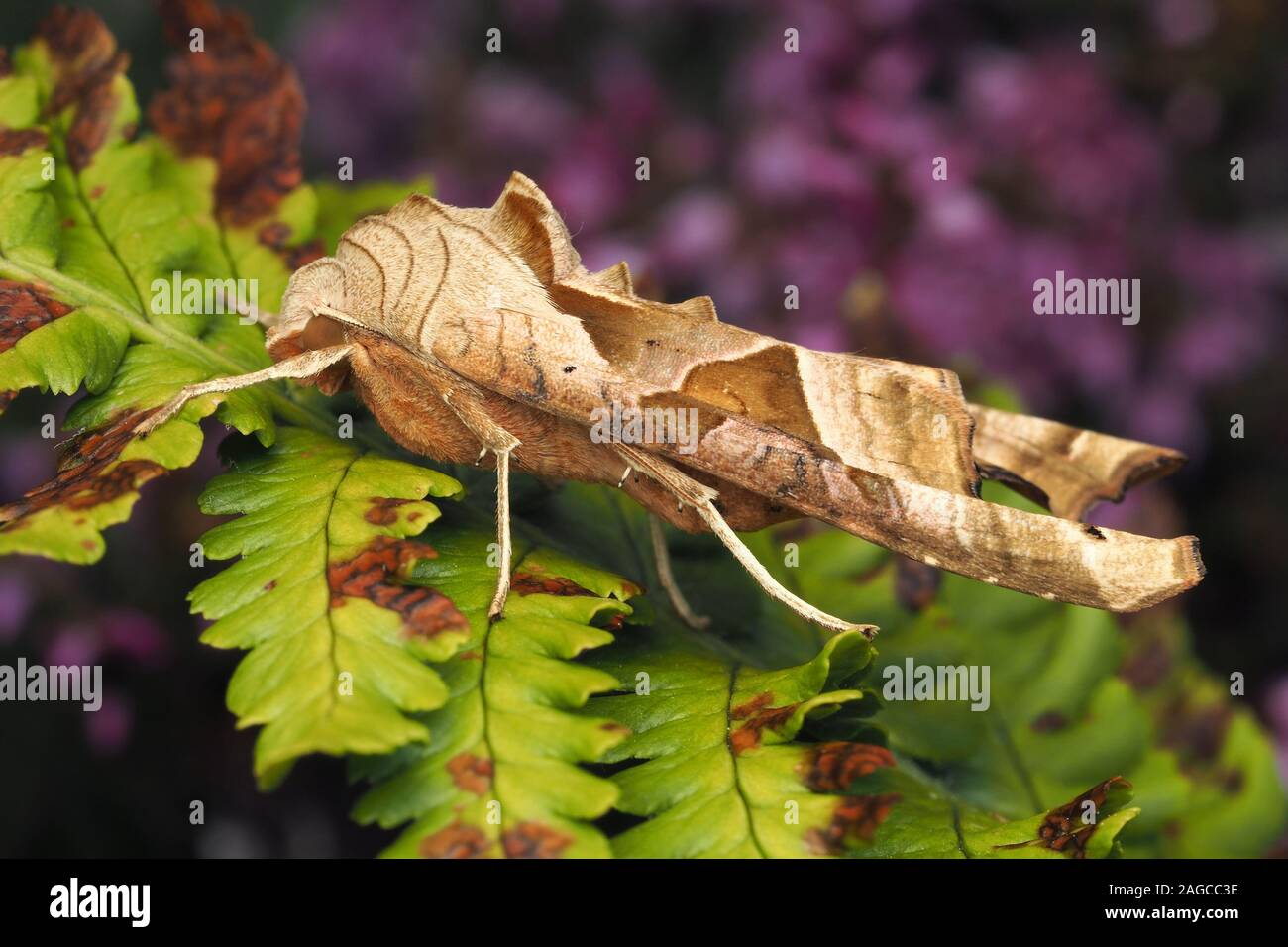 Side view of Angle Shades moth (Phlogophora meticulosa) perched on fern ...
