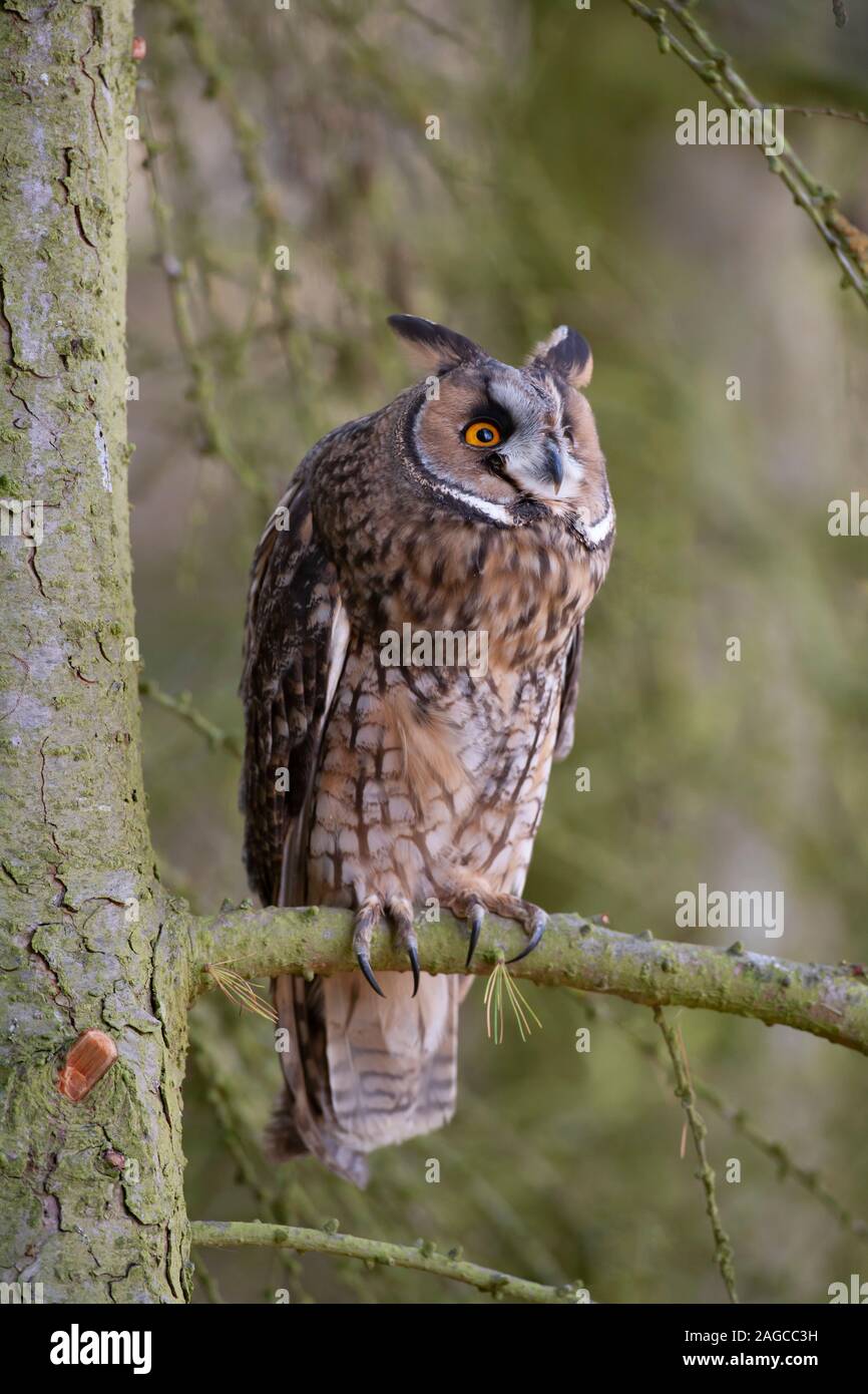 Long eared owls uk hi-res stock photography and images - Alamy