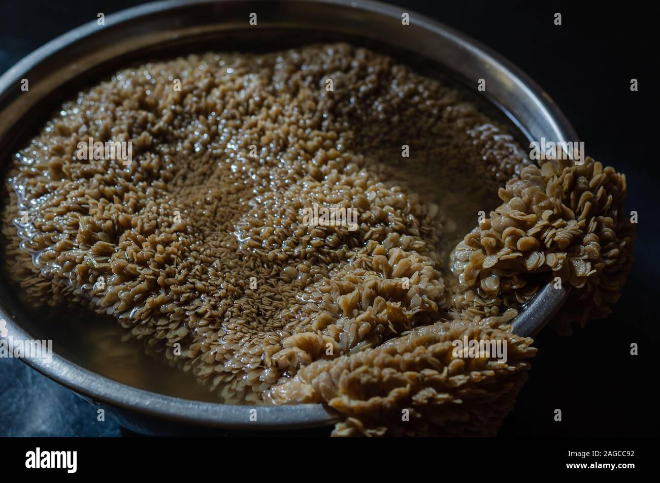 Dog digestive system hi-res stock photography and images - Alamy