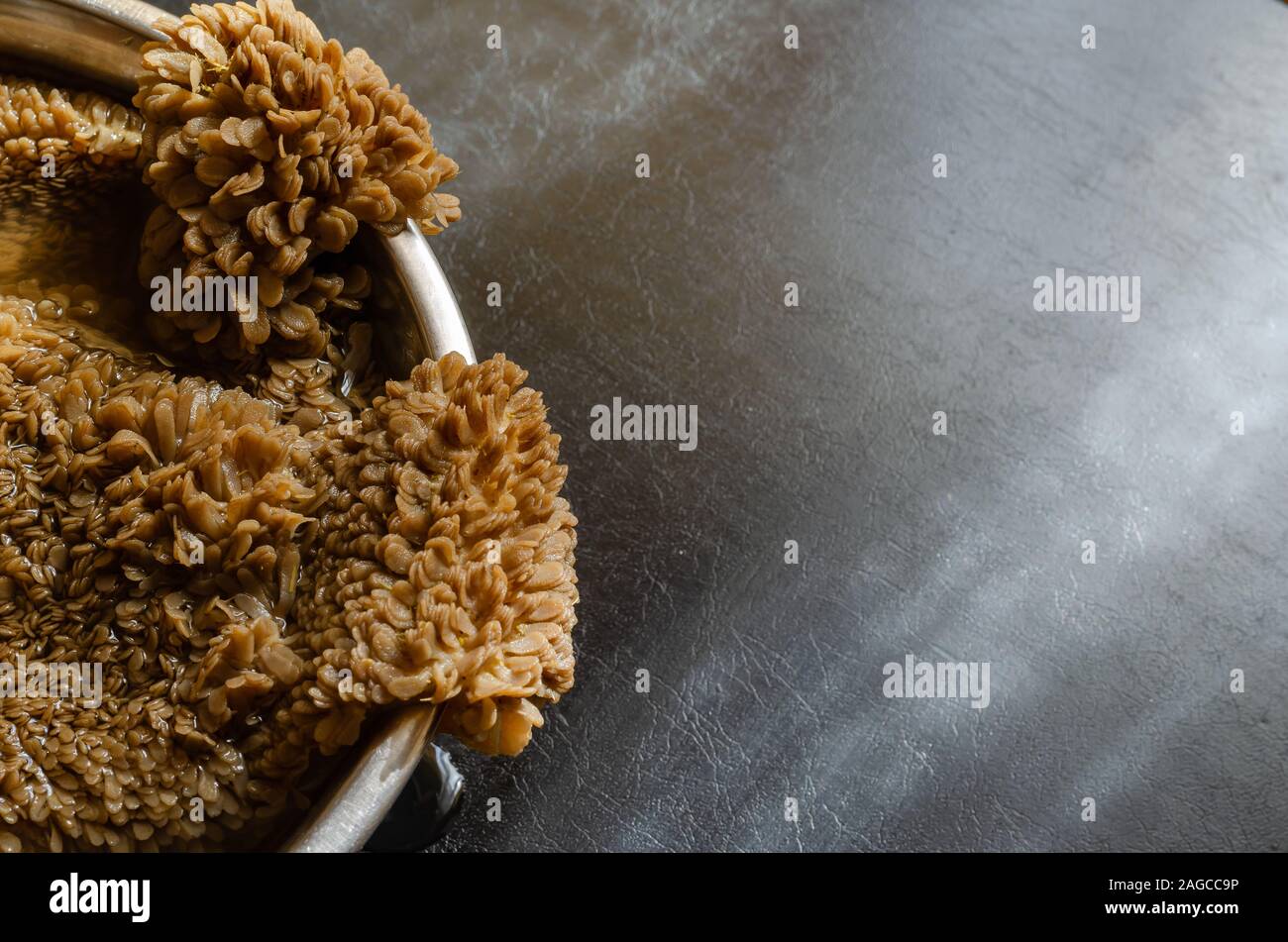 Cow Stomach High Resolution Stock Photography and Images - Alamy