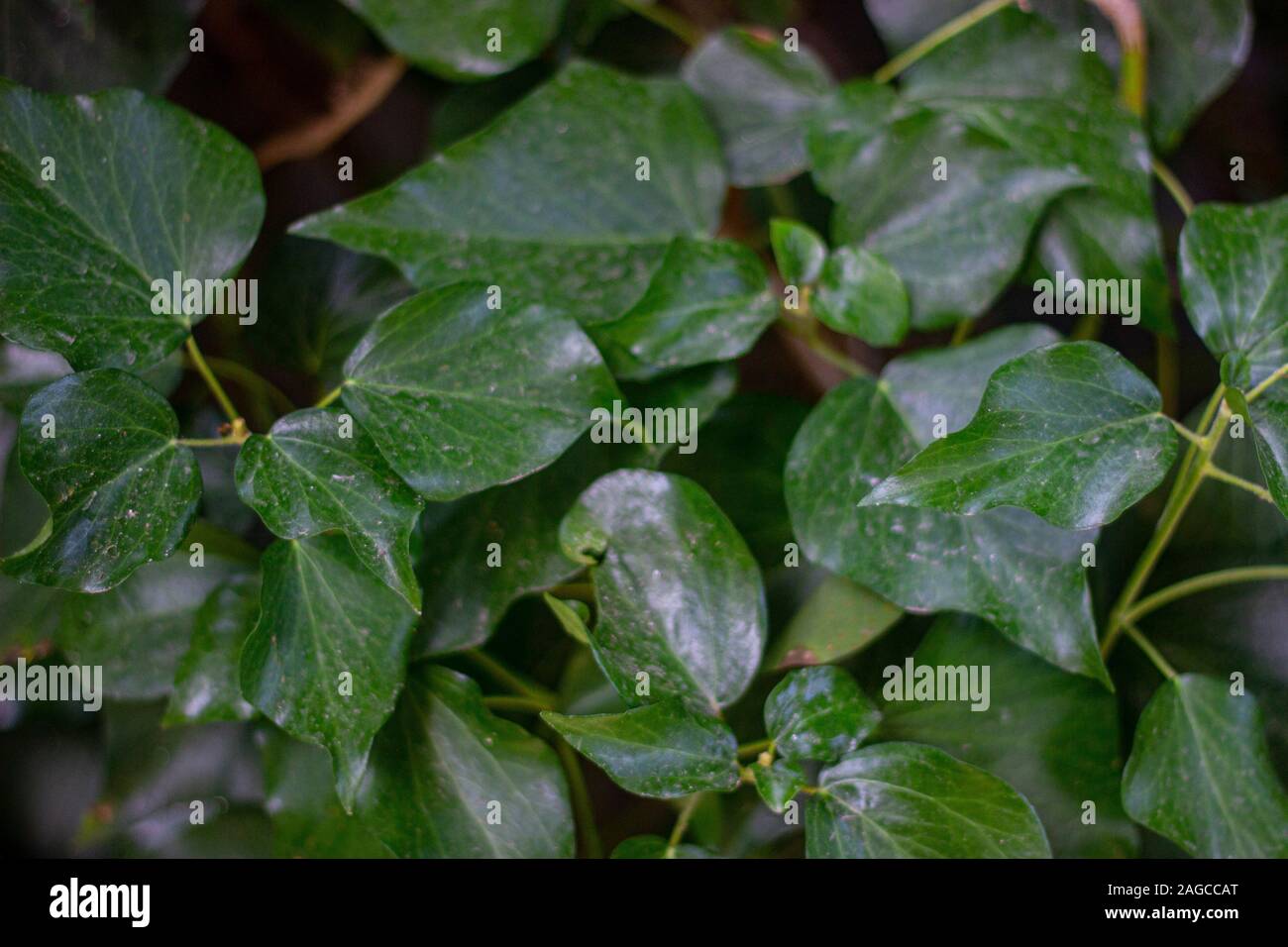 Detail of Ivy Stock Photo - Alamy