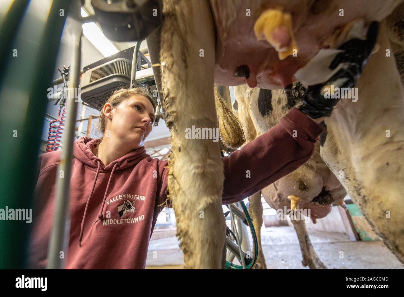 Cow being milked hi-res stock photography and images - Alamy