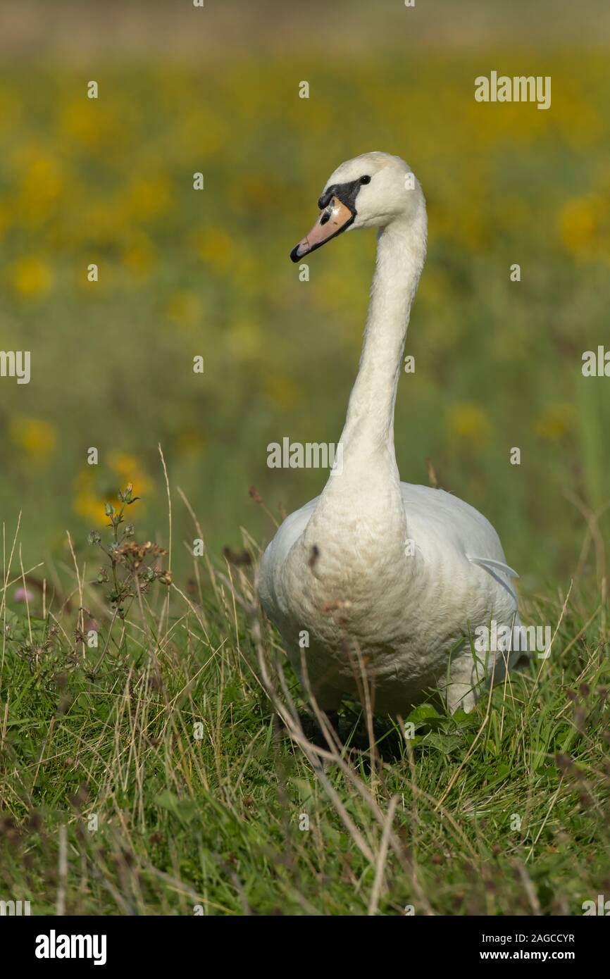 Adult swan walking alone hi-res stock photography and images - Alamy