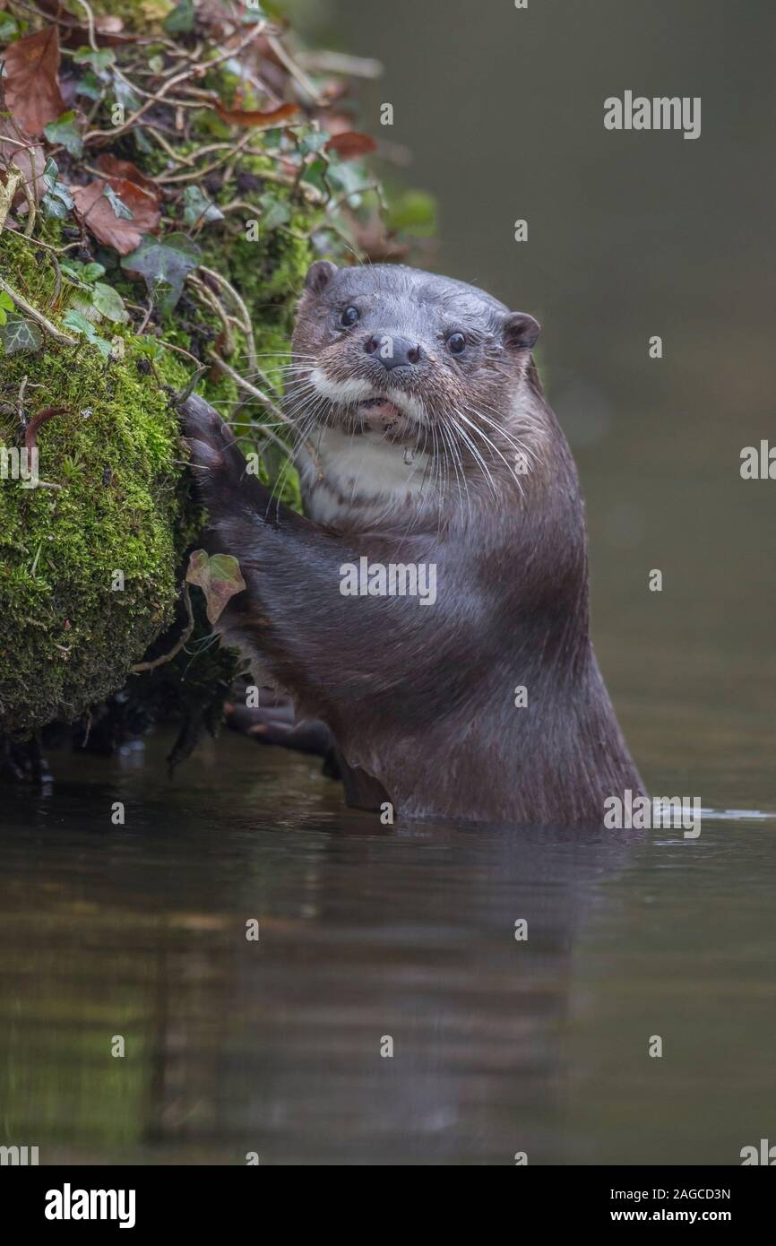 Mammal lutra lutra uk norfolk hi-res stock photography and images - Alamy