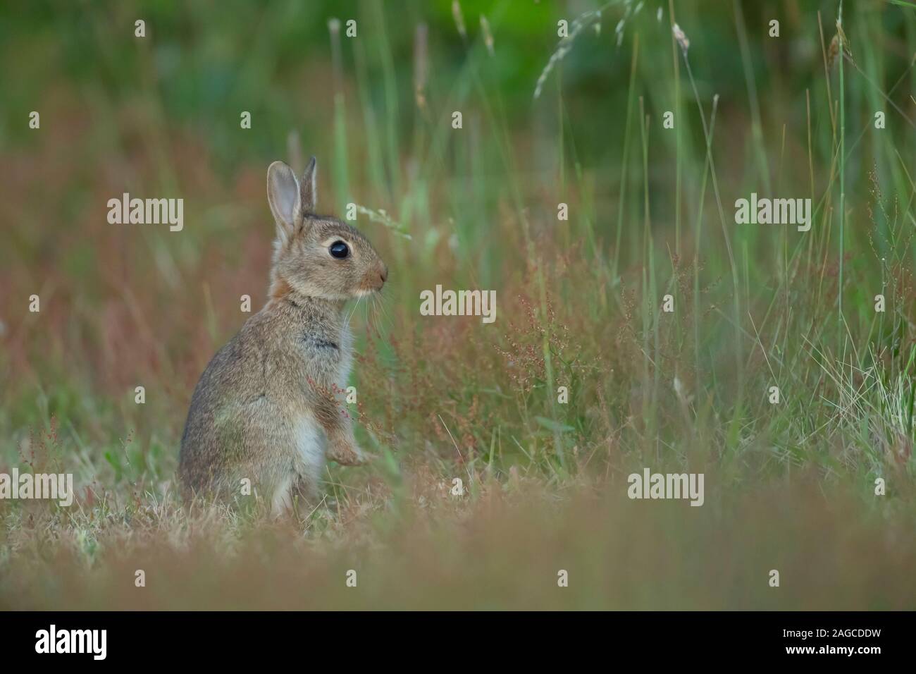 Rabbit standing on hind legs hi-res stock photography and images - Alamy