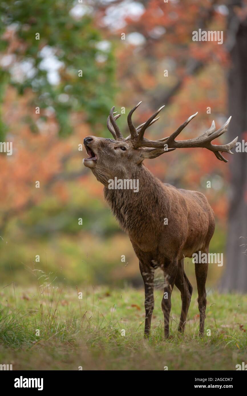 Red deer stag roaring in a woodland Stock Photo - Alamy