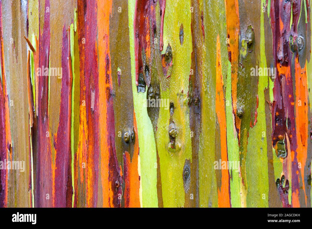 Beautiful close up macro photograph of the bark of a Rainbow Eucalyptus ...