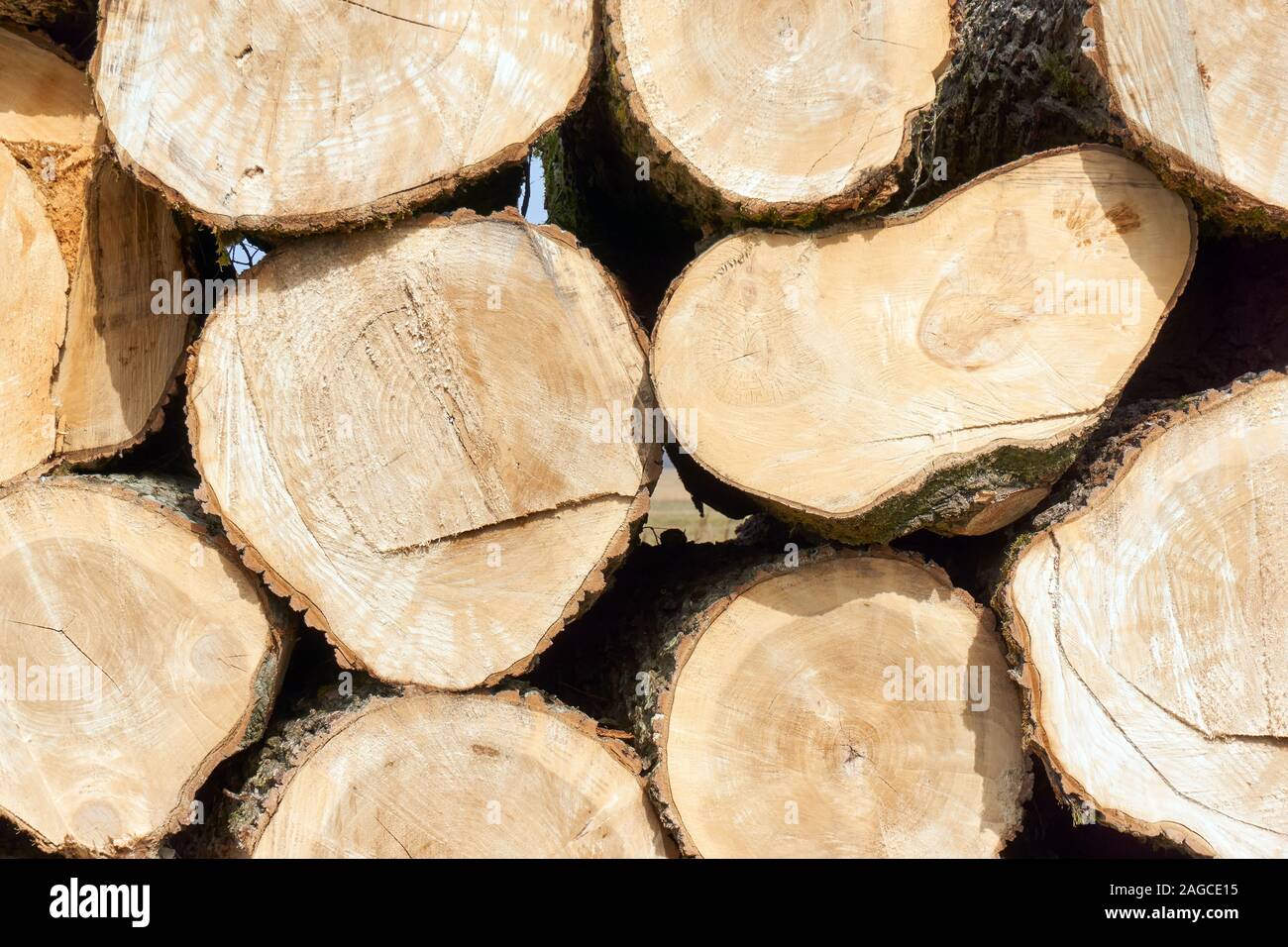 Freshly sawn logs hi-res stock photography and images - Alamy
