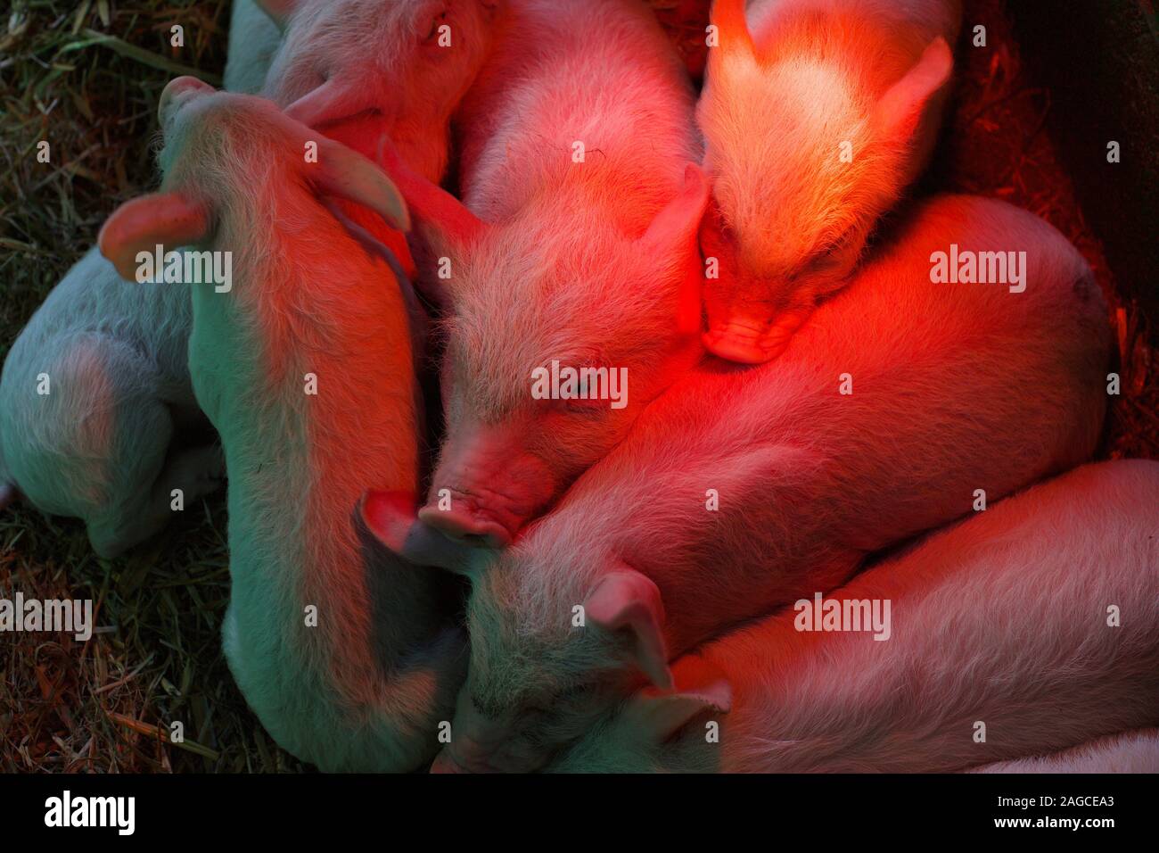 newborn piglets under a heat lamp Stock Photo - Alamy