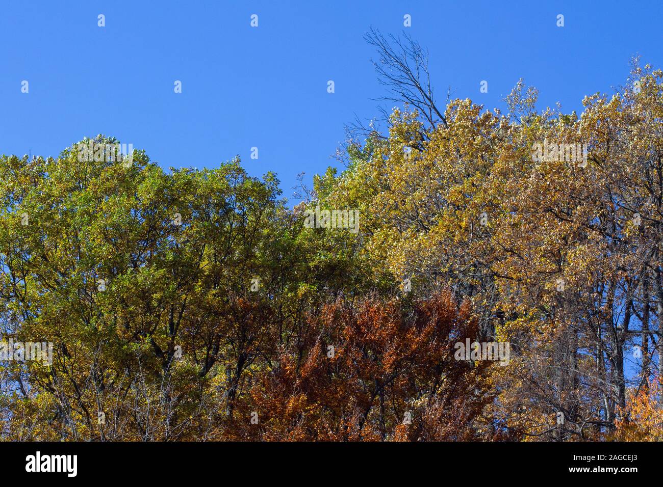 Beautiful trees with leaves of different colors in autumn Stock Photo ...