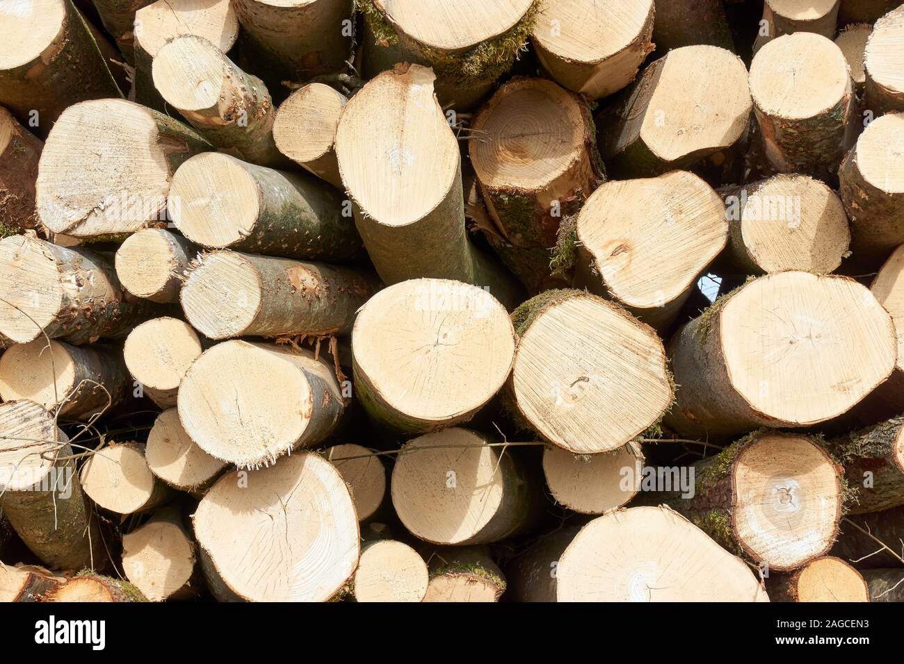 Stack of freshly cut or sawn tree logs with rings Stock Photo - Alamy